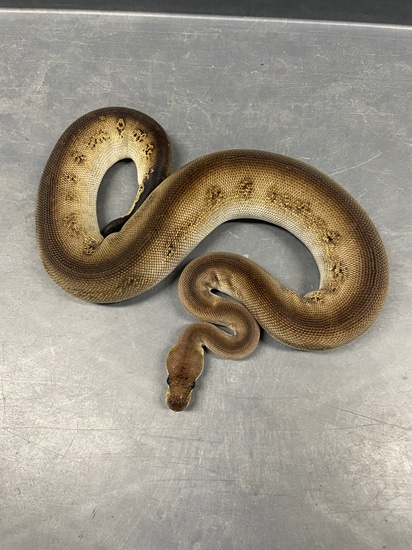 Super Blackhead Super Leopard Clown Ball Python by Nussman Reptiles