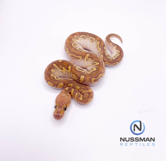 Cypress Lesser GHI (Chocolate) Clown Het Hypo Ball Python by Nussman ...