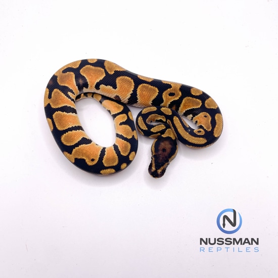 OD DG Clown Project Pair Ball Python by Nussman Reptiles
