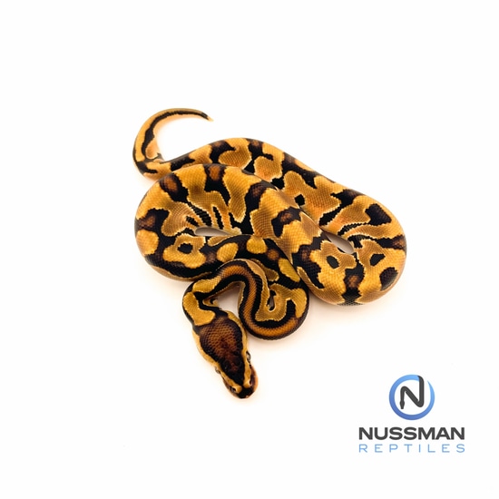 Vanilla Puzzle Ball Python by Nussman Reptiles