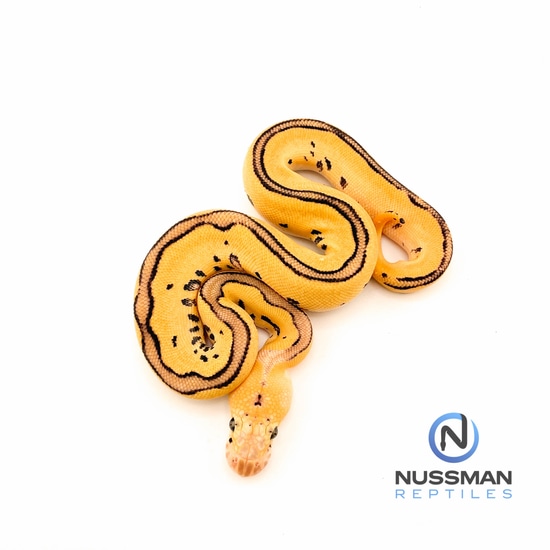 Pastel Leopard (OD Fire Redstripe) Clown Het DG Ball Python by Nussman ...
