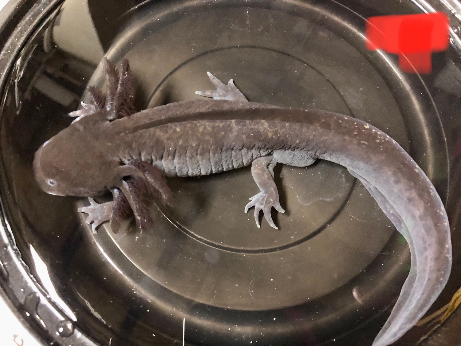 8-9" Confirmed Male Axolotl by Nutrive Axolotls - MorphMarket