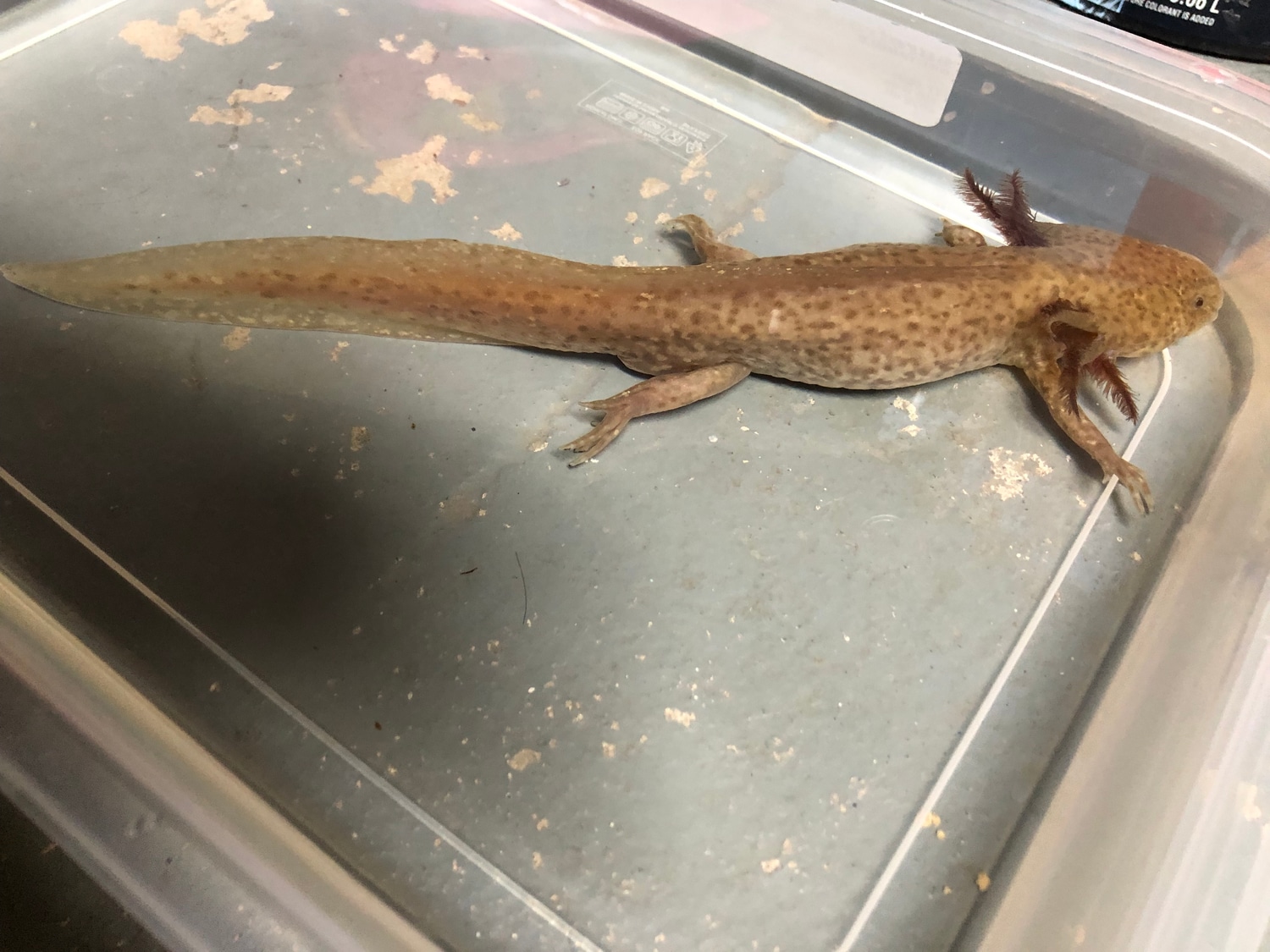 Male Copper Axolotl by Nutrive Axolotls - MorphMarket