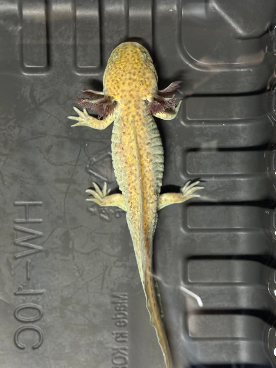 Copper GFP Axolotl by Nutrive Axolotls - MorphMarket