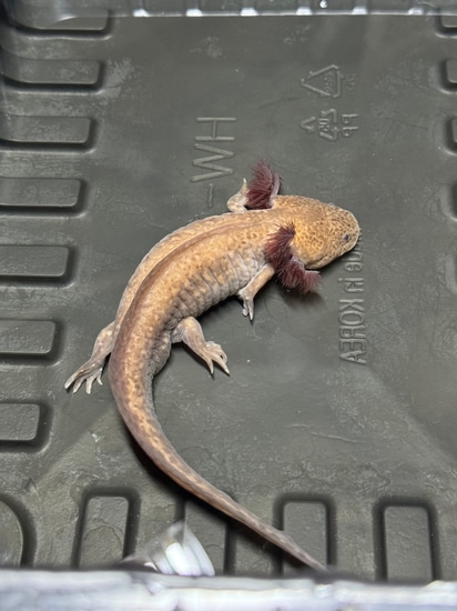 GFP Copper Axolotl Male by Nutrive Axolotls