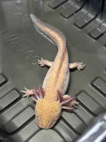 Male GFP Copper Axolotl 2 by Nutrive Axolotls