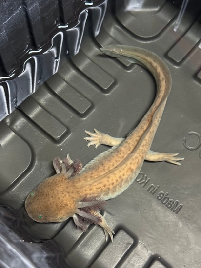 Male GFP Copper Axolotls 5 by Nutrive Axolotls