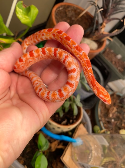 Red Zeppelin Corn Snakes 2024 by Natural Selection Reptiles