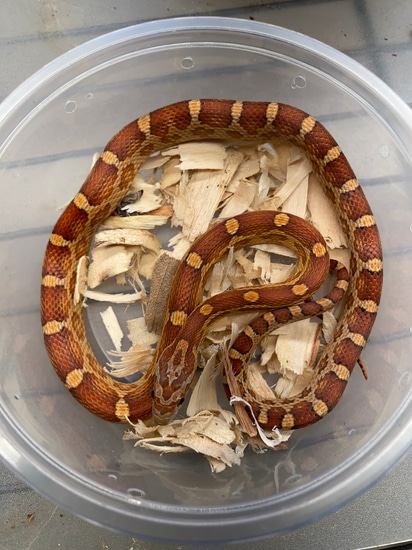 Cinnamon Corn Snakes 2024 by Natural Selection Reptiles
