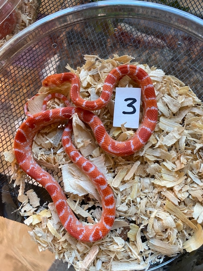 2024 Red Zeppelin Corn Corn Snake by Natural Selection Reptiles