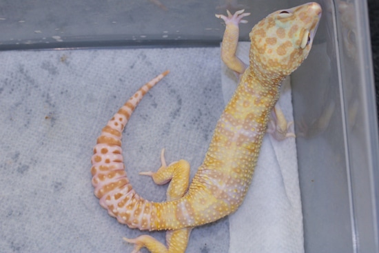 Pastel White And Yellow Tremper Leopard Gecko by NVgeckos