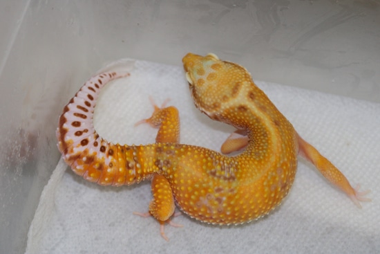 Magma Tangerine Rainwater Albino Pos Het Eclipse Leopard Gecko by NVgeckos