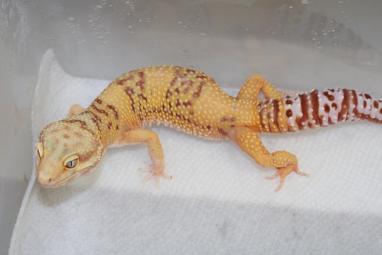 Magma Tangerine Rainwater Albino Pos Het Eclipse Leopard Gecko by NVgeckos