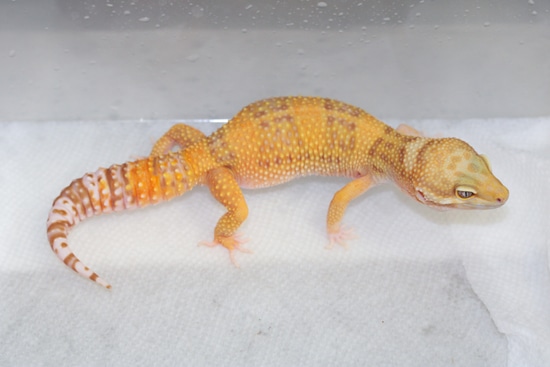 Magma Tangerine Rainwater Albino Pos Het Eclipse Leopard Gecko by NVgeckos