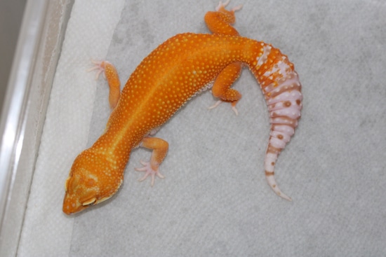 WY Magma Tangerine Rainwater Albino Pos Het Eclipse Leopard Gecko by ...