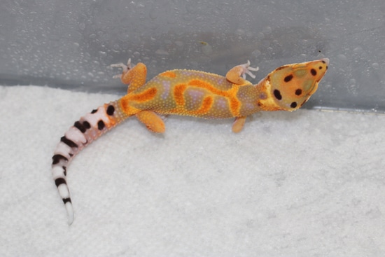 Pure Clown Tsm Leopard Gecko by NVgeckos
