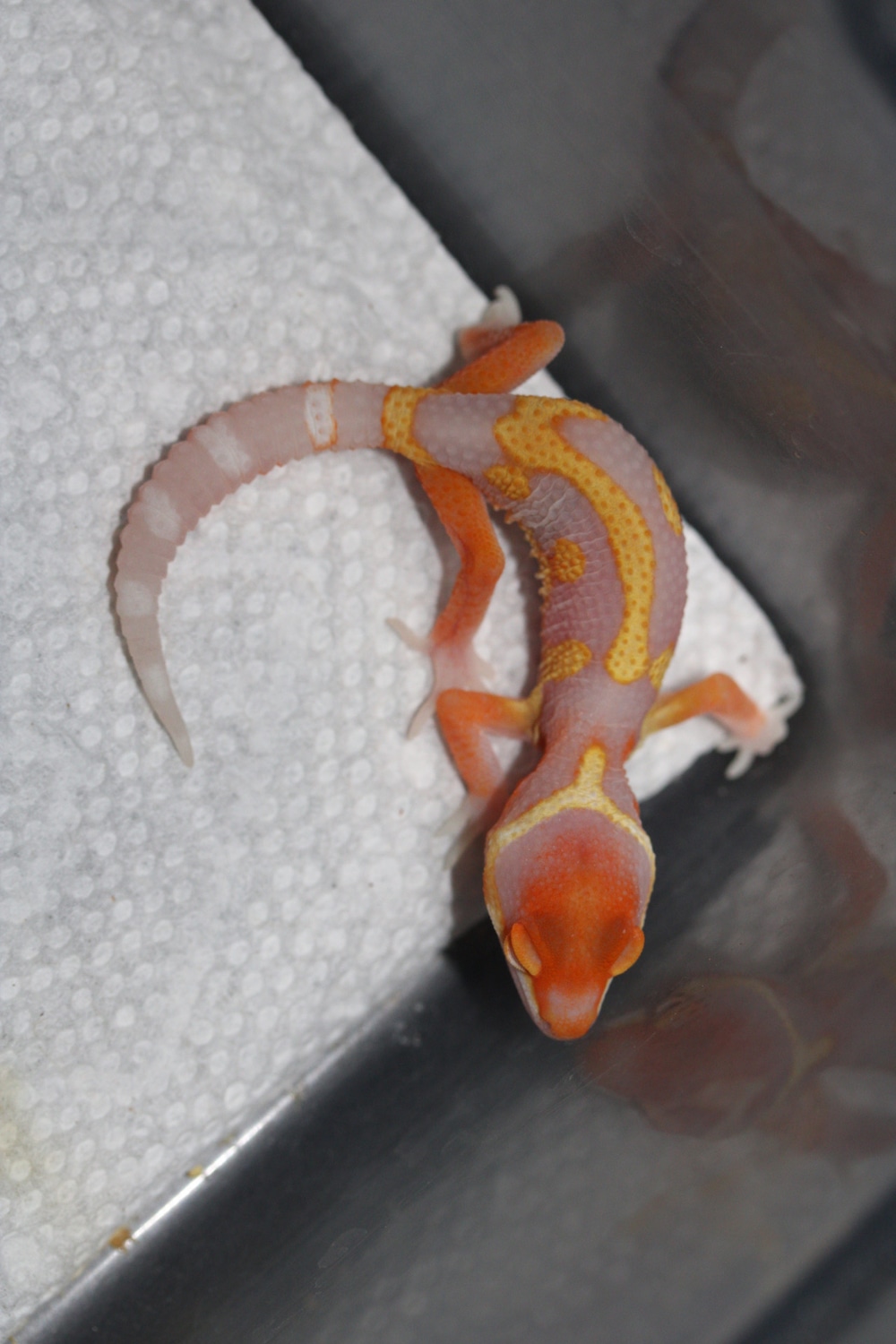 Red Diamond Leopard Gecko by NVgeckos - MorphMarket