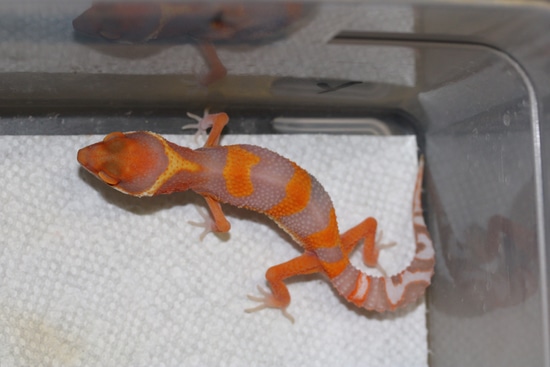 Mandarin Blood X Red Diamond Leopard Gecko by NVgeckos