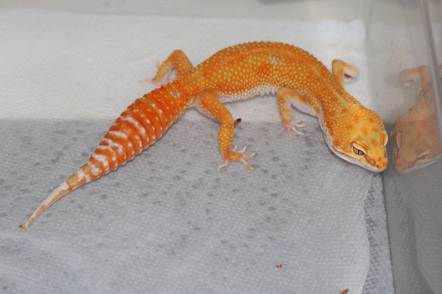 Red Diamond Leopard Gecko by NVgeckos - MorphMarket