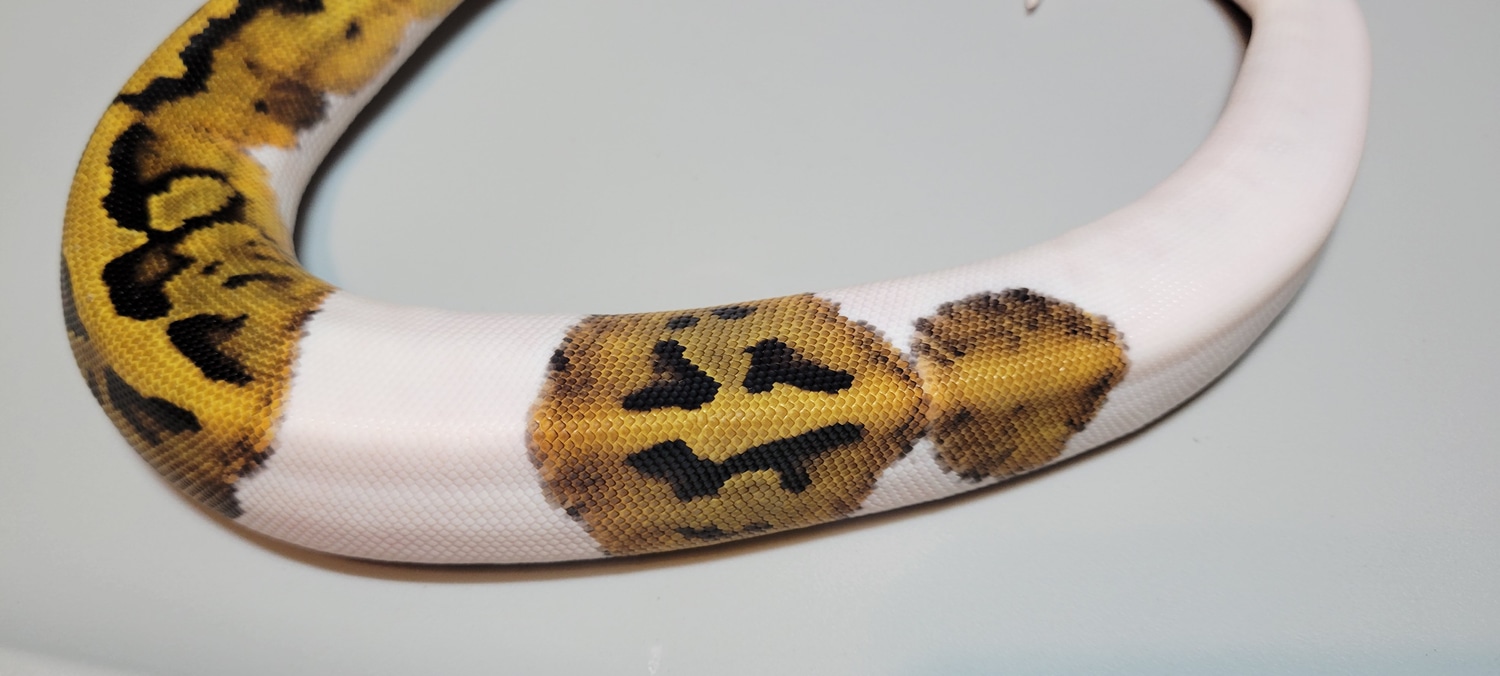 Pied Emoji Ball Python by NV my Balls - MorphMarket