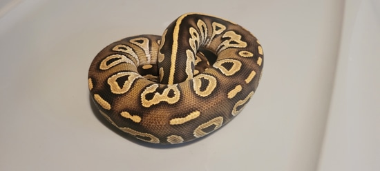 Blackhead Mojave Ball Python by NV my Balls