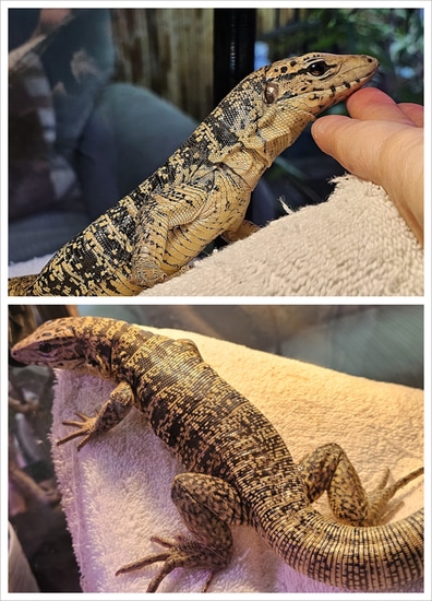 Golden Tegu Other Tegus by Slitherins