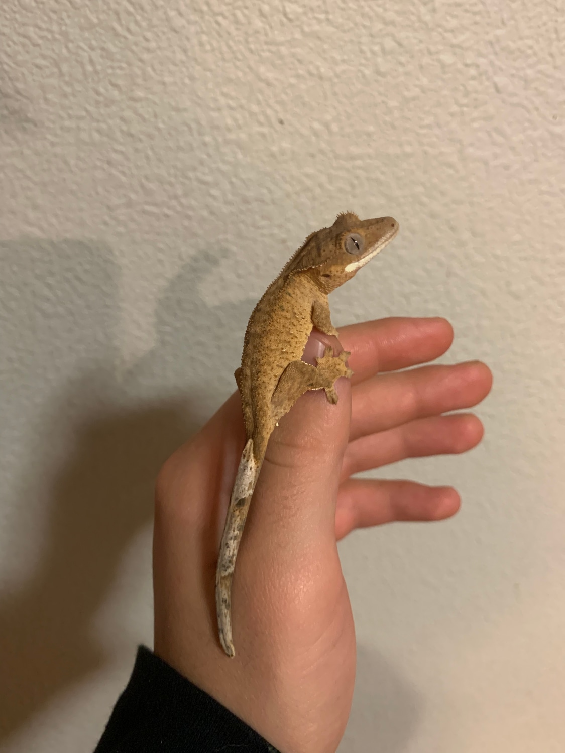 Dalmatian Baby Crested Gecko by Nw crested geckos - MorphMarket