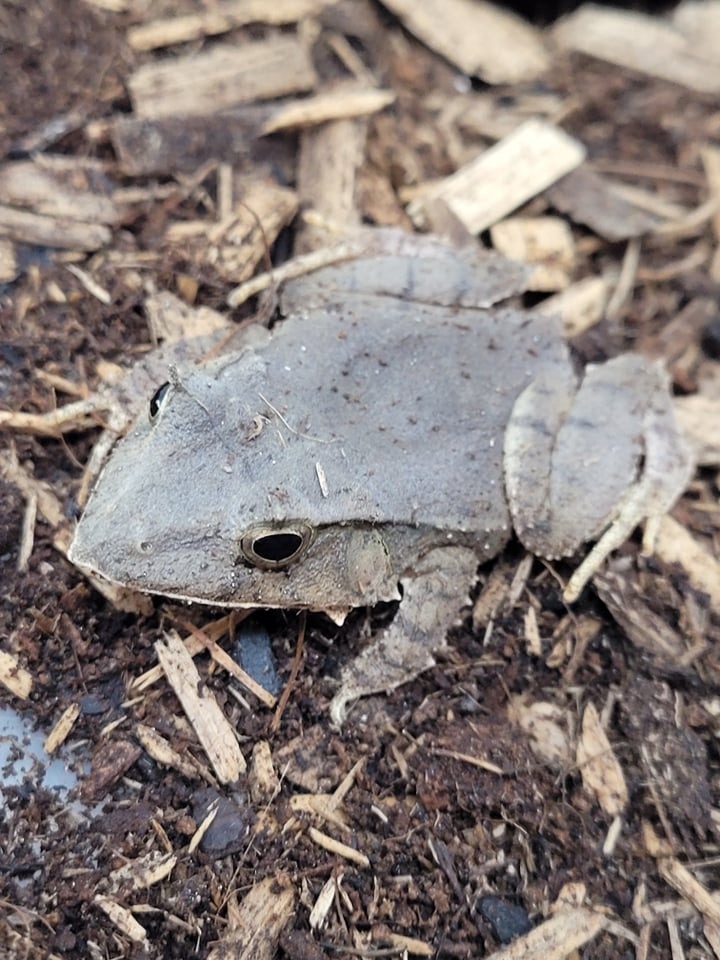 Solomon Island Leaf Frogs Other Frog by Natural World Exotics LLC ...