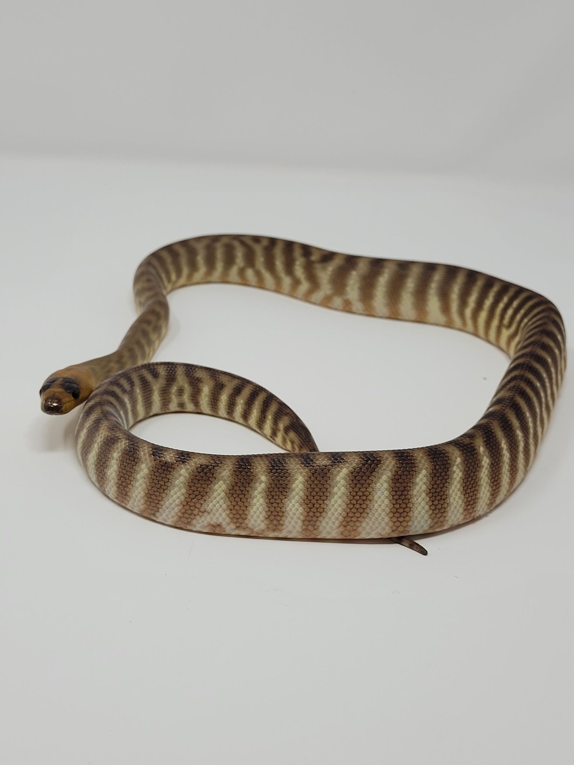 Woma Python by Natural World Exotics LLC - MorphMarket