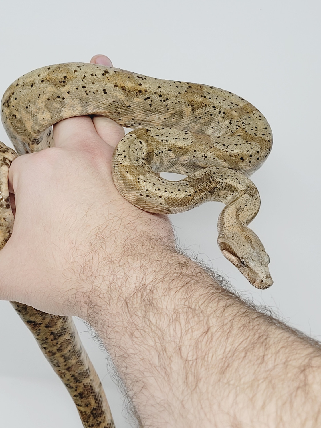 Hog Island Boa Boa Constrictor by Natural World Exotics LLC - MorphMarket