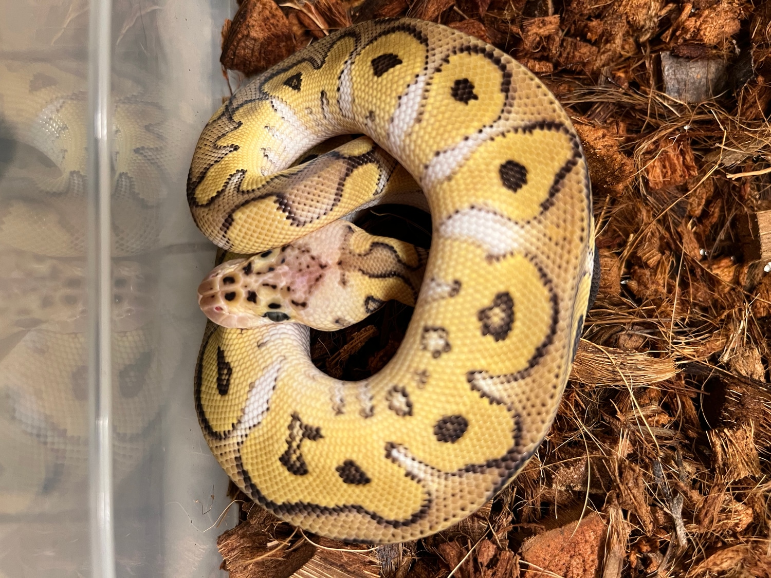 Super Pastel Het Clown Special Ball Python by NW Ball Pythons LLC ...