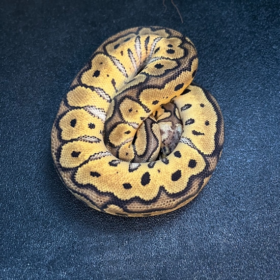 Killer CLown OD Special Het CLown Ball Python by Emerald City Reptiles