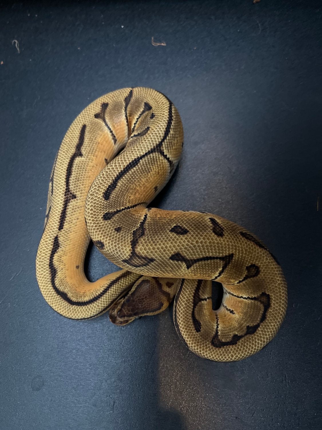 OD YB Ball Python by NW Ball Pythons LLC - MorphMarket