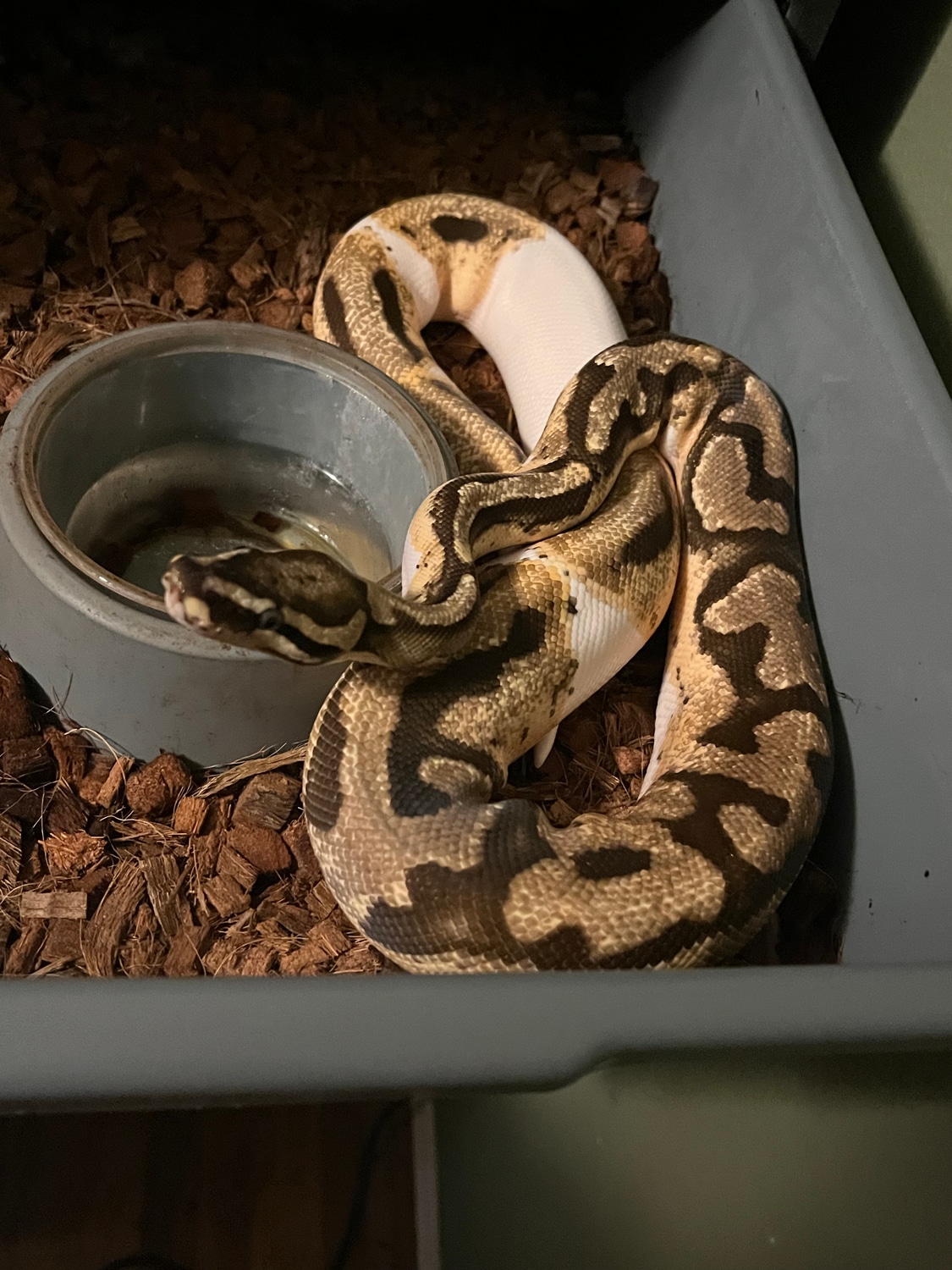 OD Vanilla Pied Ball Python by NW Ball Pythons LLC - MorphMarket