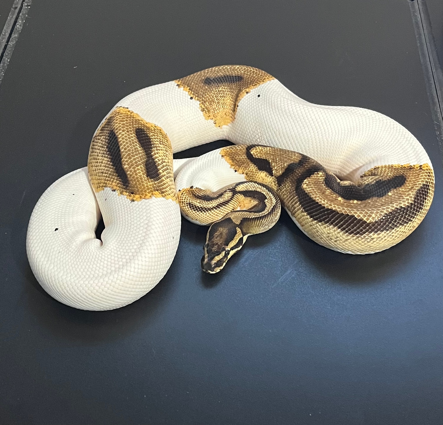 Orange Dream Pied (Free Shipping Lower 48) Ball Python by NW Ball ...