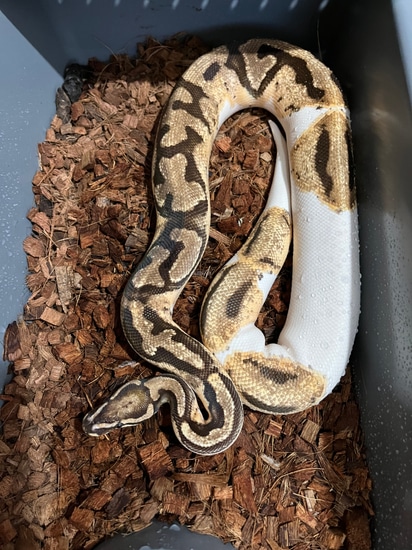 OD Vanilla Pied Ball Python by Emerald City Reptiles