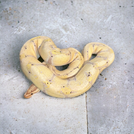 Banana Het Clown Ball Python by Emerald City Reptiles