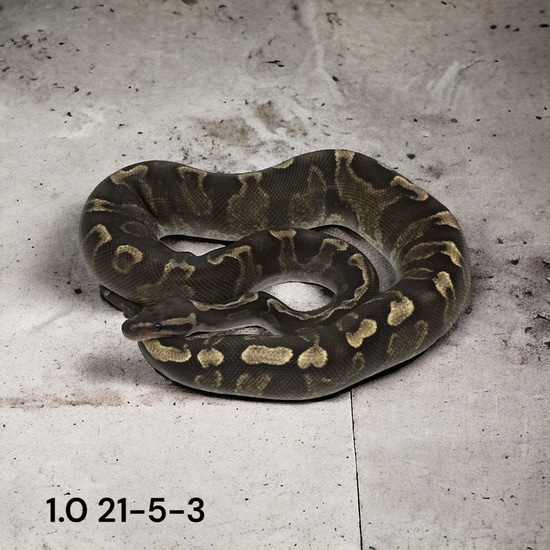 Super GHI Het Clown (Proven) Ball Python by NW Ball Pythons LLC dba ...