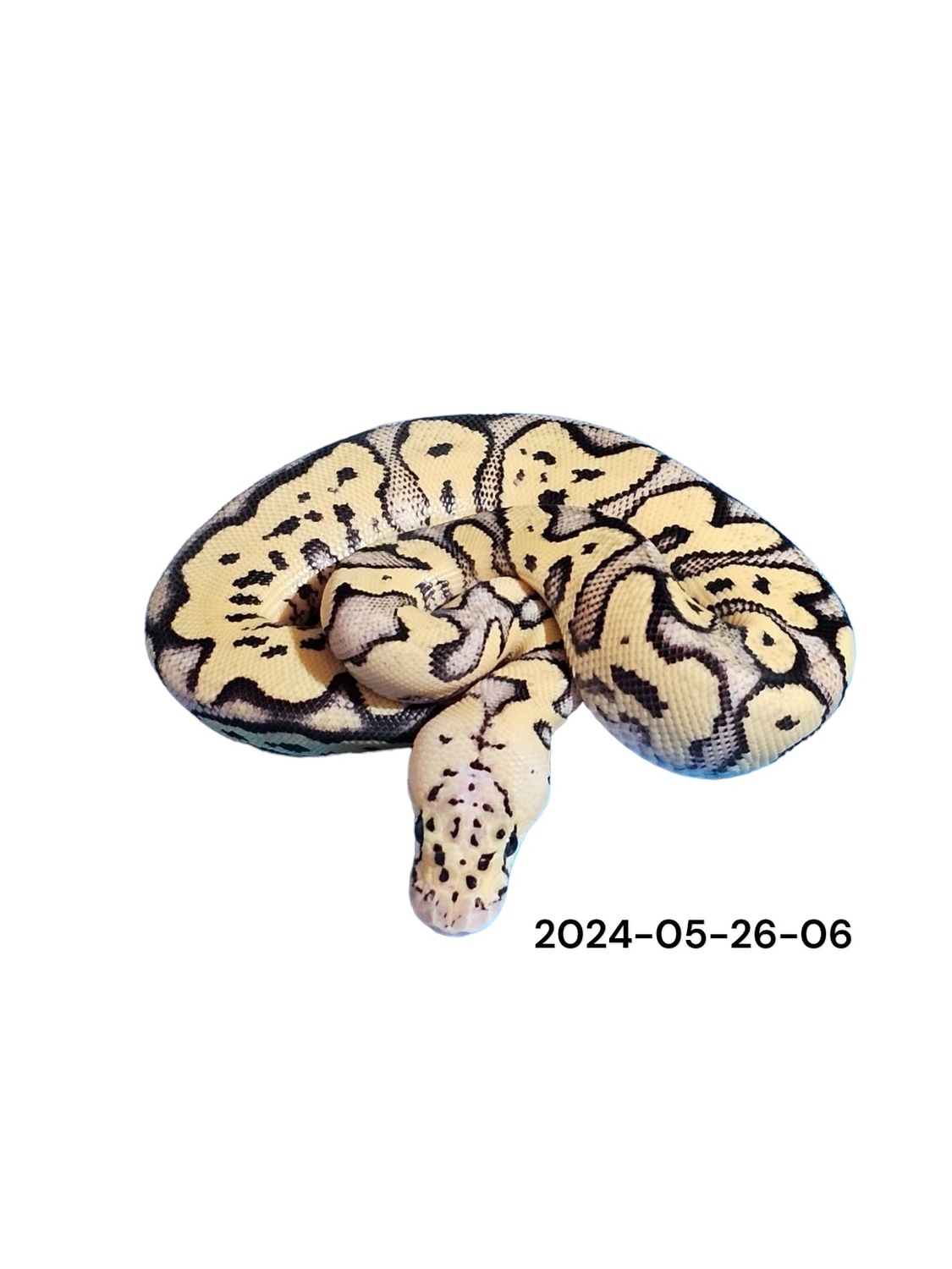 NW Ball Pythons LLC dba Emerald City Reptiles's Collection - MorphMarket