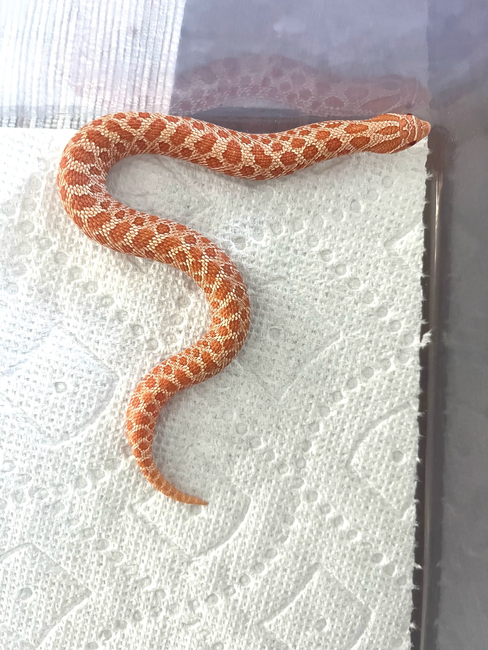 Red Albino Het Snow Male Western Hognose by NW Hogs - MorphMarket
