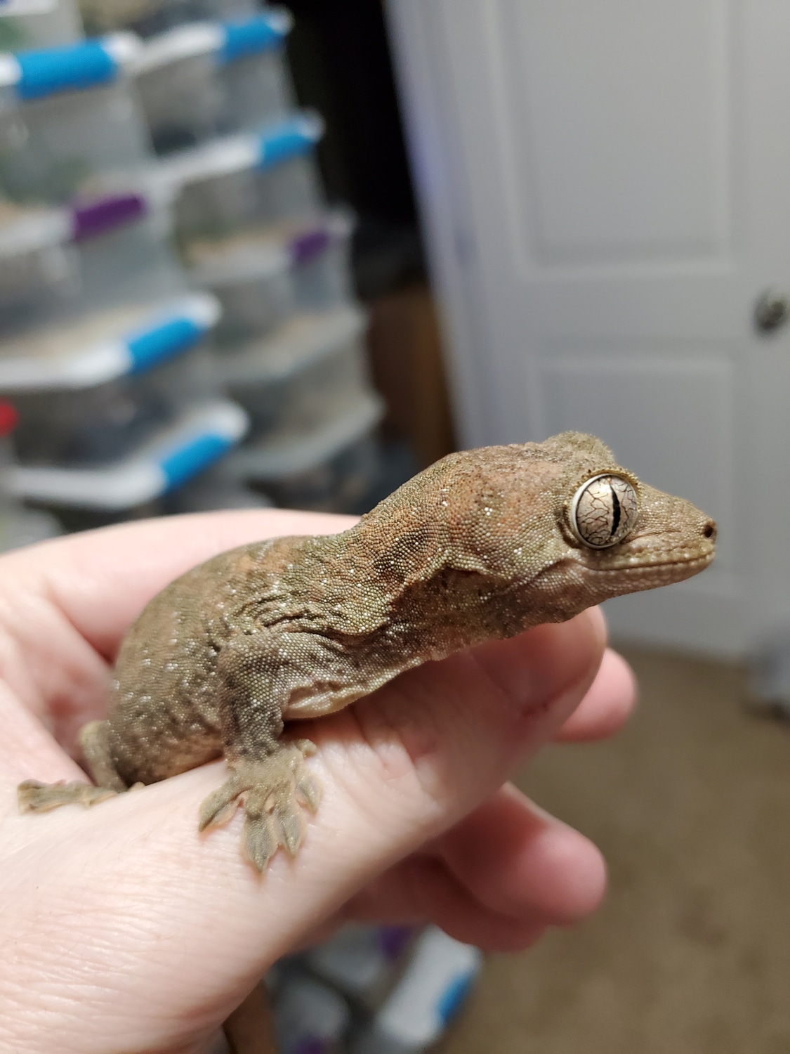 Female Mainland 30g Chahoua Gecko by NWI Geckos - MorphMarket