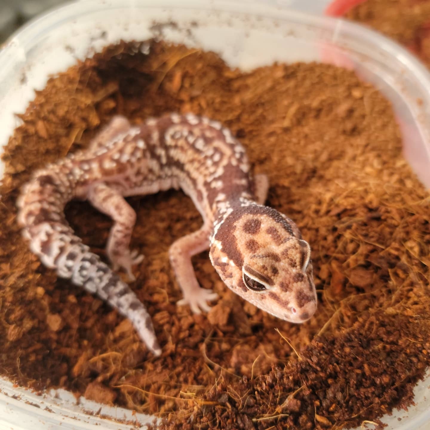 Tangerine Whiteout !00% Triple Het Patternless Oreo Zulu African Fat ...