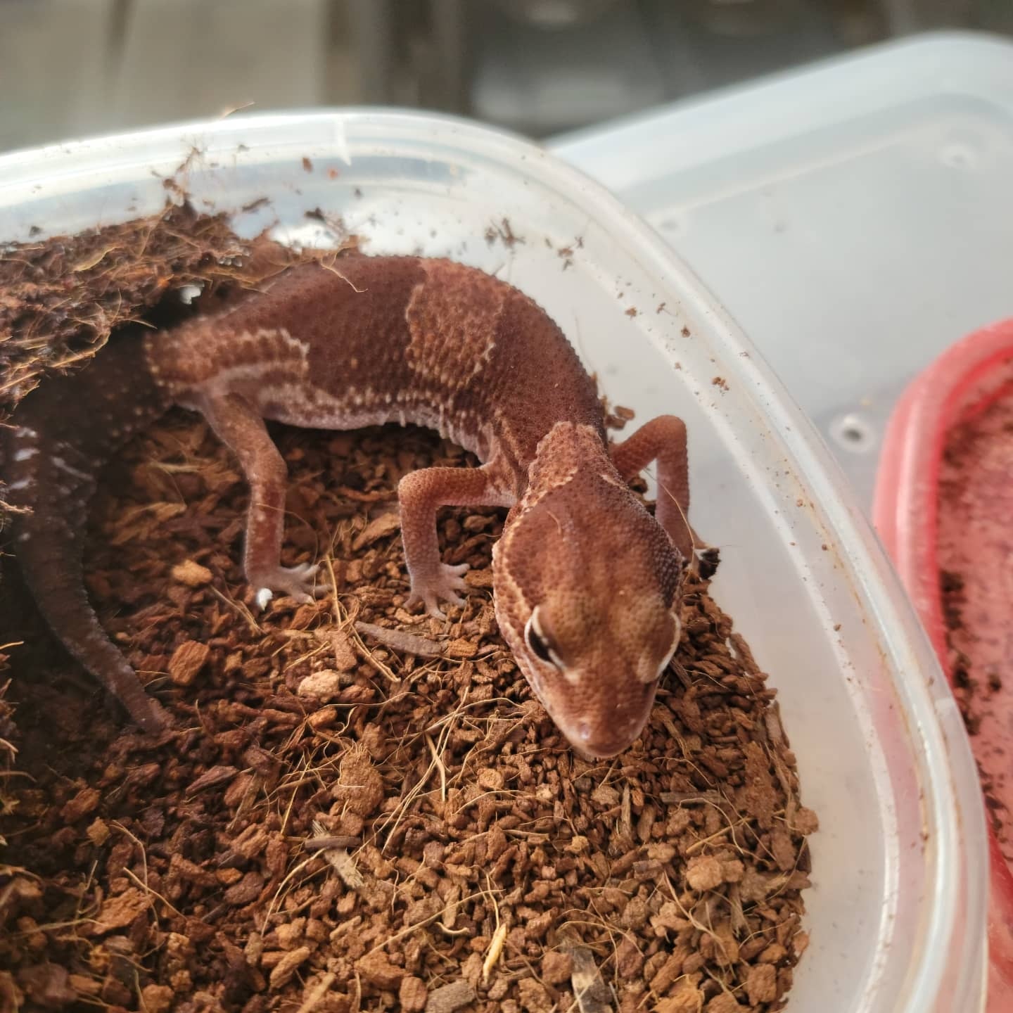 Normal 100% Triple Het Patternless Oreo Zulu African Fat-Tailed Gecko ...