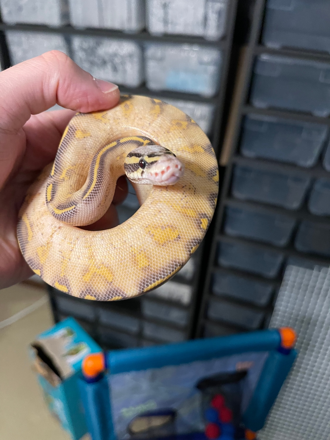 Super Pastel Highway Ball Python by KN Exotics Rodents & Reptiles ...