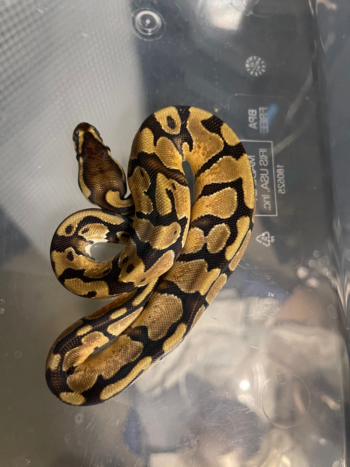 Enchi Het Pied Ball Python by KN Exotics Rodents & Reptiles - MorphMarket