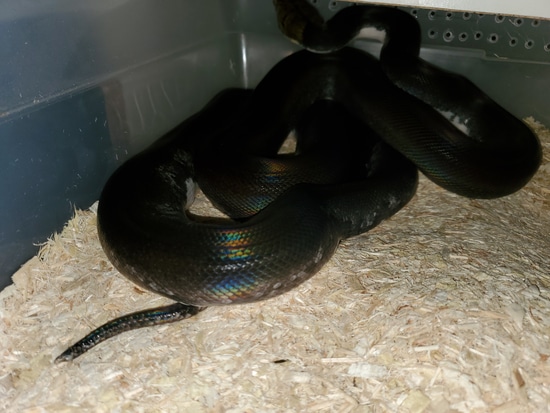 Golden Child Pied Retic Reticulated Python by The Blood Shed