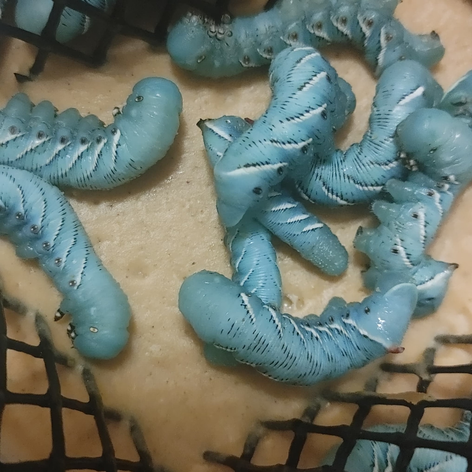 Goliath Horn Worms More Invertebrate by NorthWestReptileFeeders ...