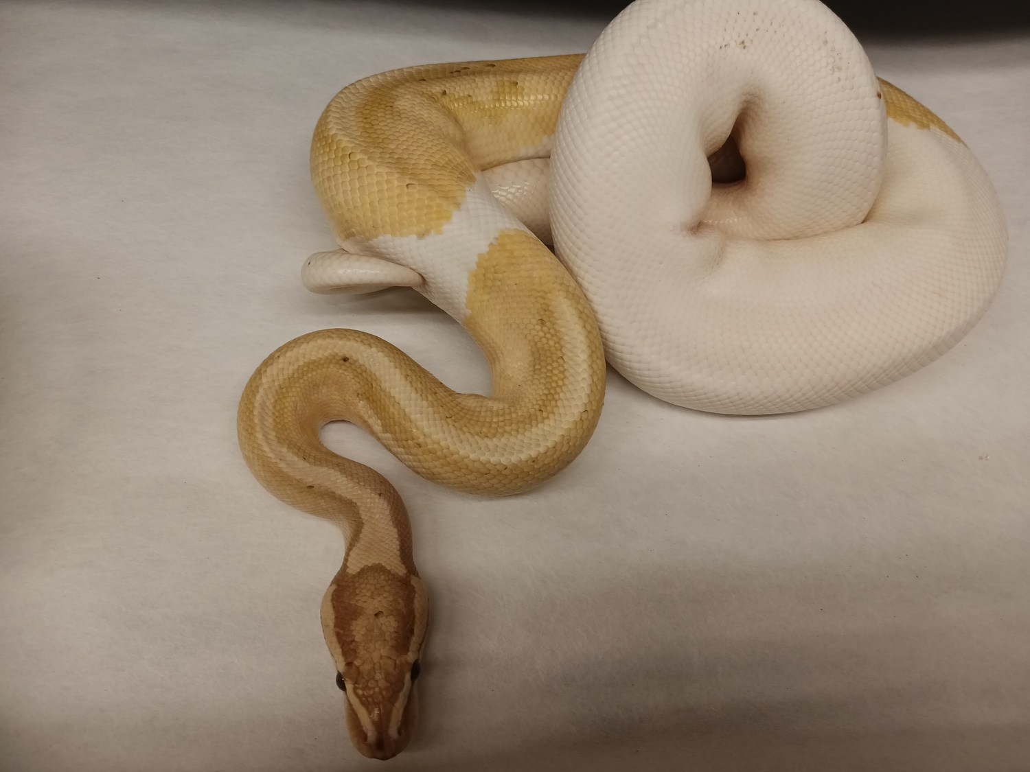 Banana Pied Ball Python by NorthWestReptileFeeders - MorphMarket