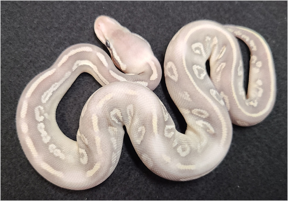 Pastel Super Mystic Ball Python by Northwest Reptiles - MorphMarket