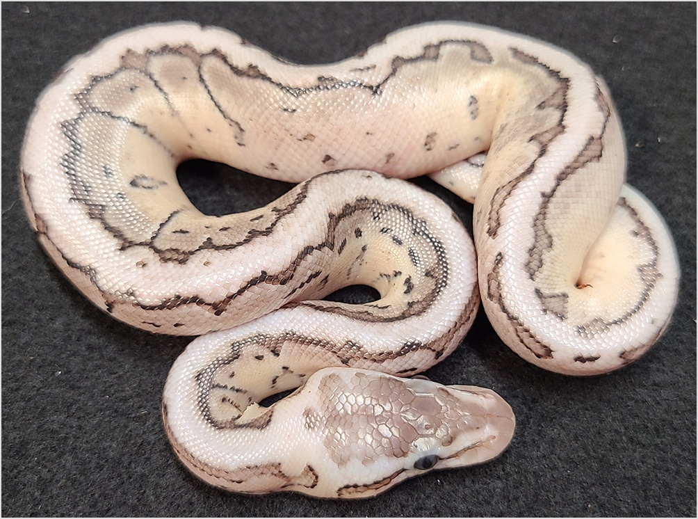 Pastel Pinstripe VPI Axanthic Het Piebald Ball Python by Northwest ...